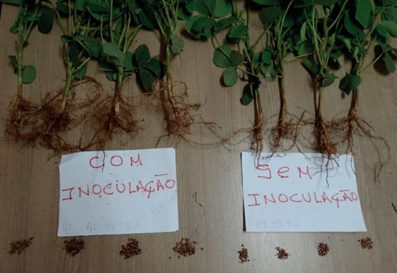 Bradyrhizobium: Seu Aliado Para Produtividade da Soja - Stoller