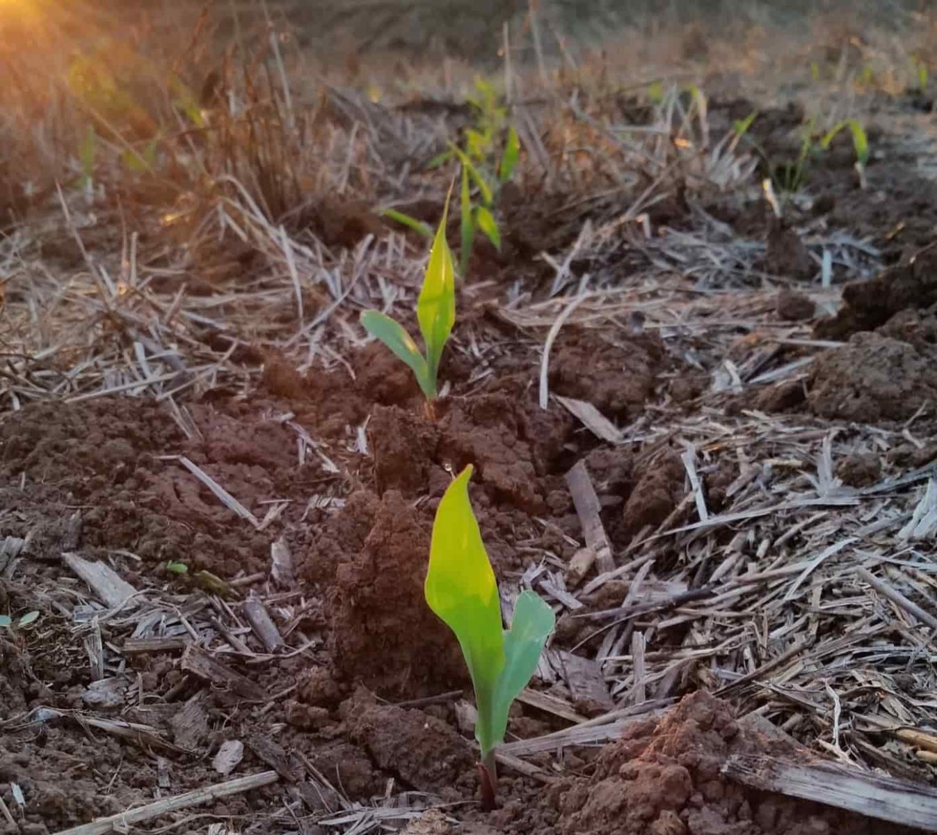 Plantio de milho: como ter plantas mais eficientes - Stoller