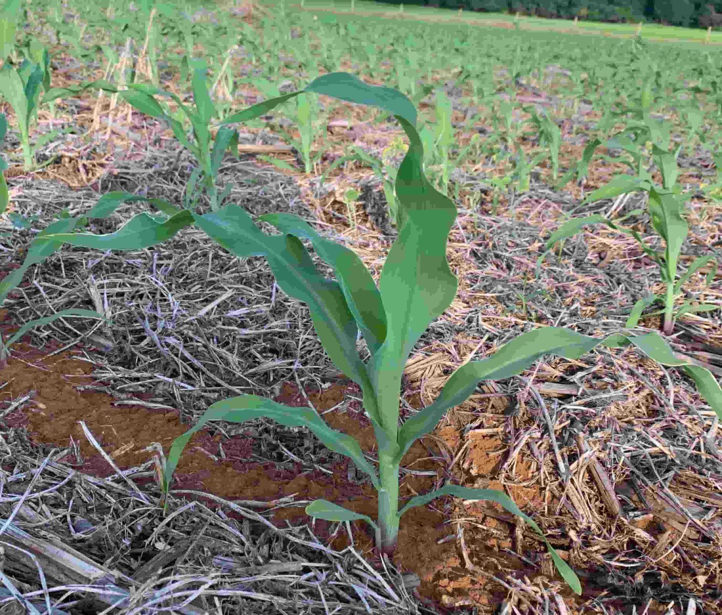Plantio de milho: como ter plantas mais eficientes - Stoller