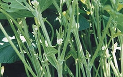 O que acontece no pleno florescimento da soja? - Stoller