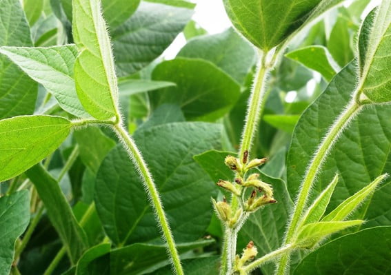 O que acontece no pleno florescimento da soja? - Stoller